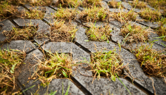 Grow-through Pavers and CarbiCrete Technology: Mitigating the Effects ...